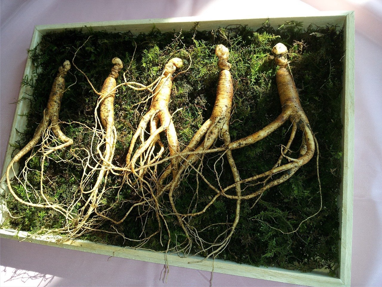 Ginseng Drying Machine | Drying Gensing Properly with right Temperature